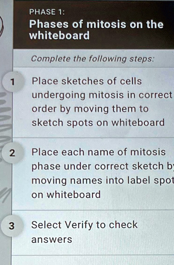 PHASE 1: Phases of mitosis on the whiteboard Complete the following ...