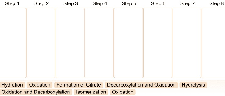 Sort the types of reactions below into the correct order: Step 1 ...