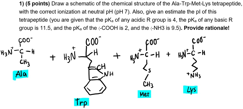 1) (5 points) Draw a schematic of the chemical structure of the Ala-Trp ...
