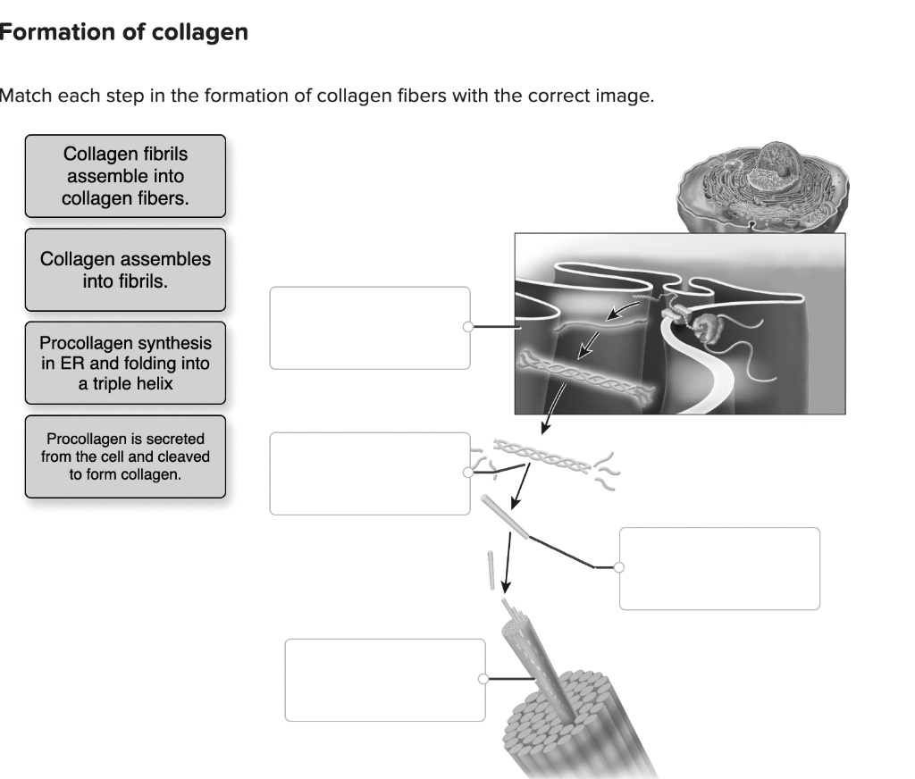 SOLVED: Formation of collagen Match each step in the formation of ...