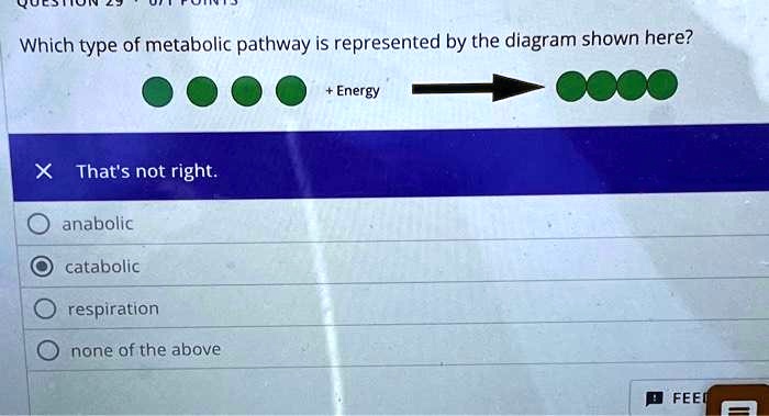 Which type of metabolic pathway is represented by the diagram shown ...