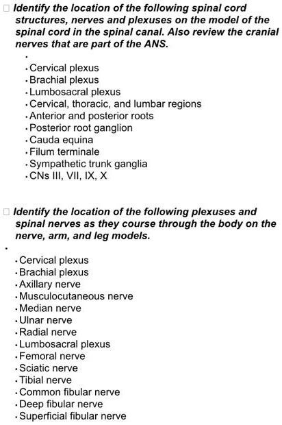Identify the location of the following spinal cord structures, nerves ...
