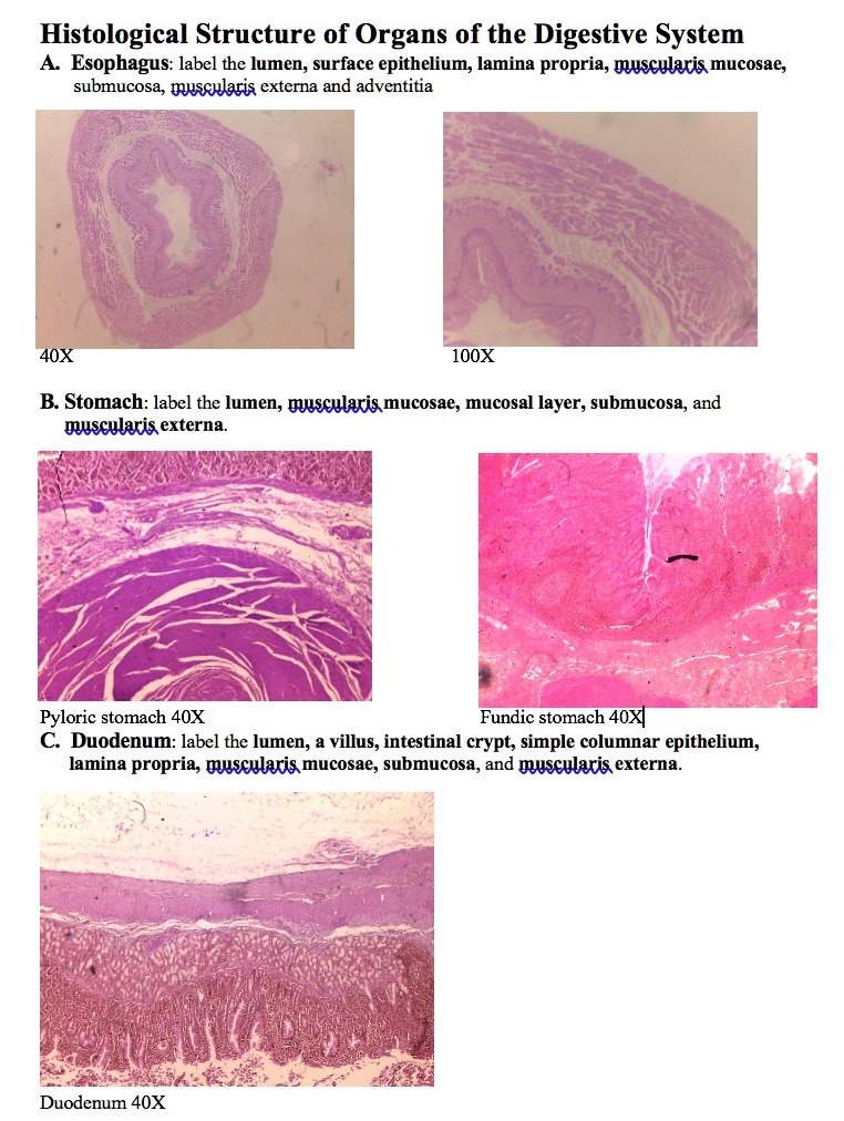 Histological Structure of Organs of the Digestive System A. Esophagus: label the lumen, surface ...