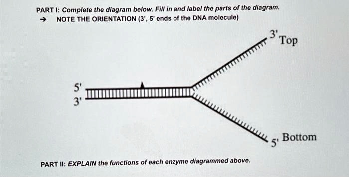 SOLVED: Complete the diagram, fill in and label the parts of the ...