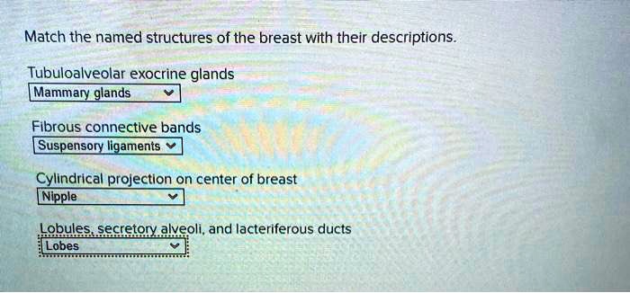 SOLVED: Match the named structures of the breast with their ...