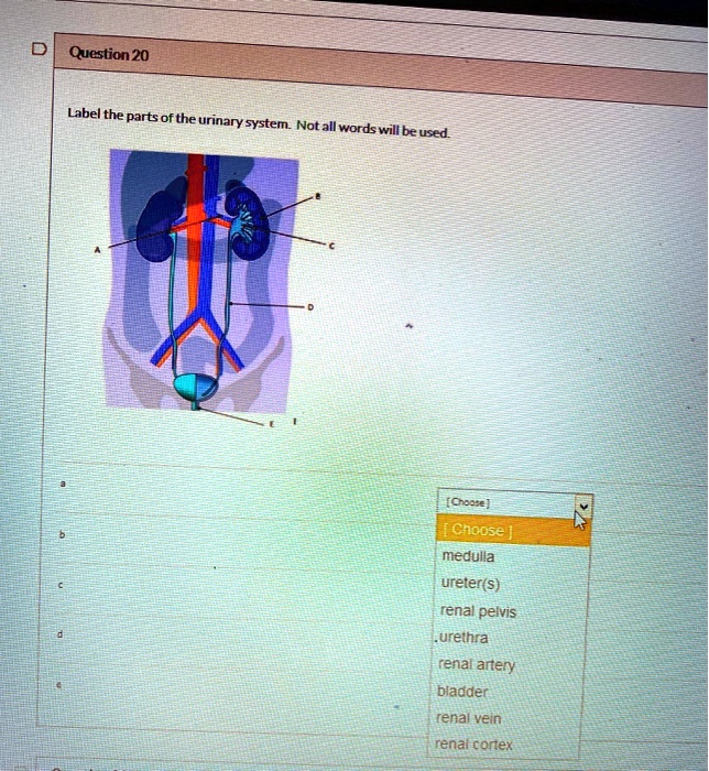 question 20 label the parts of the urinary system notall words will be ...