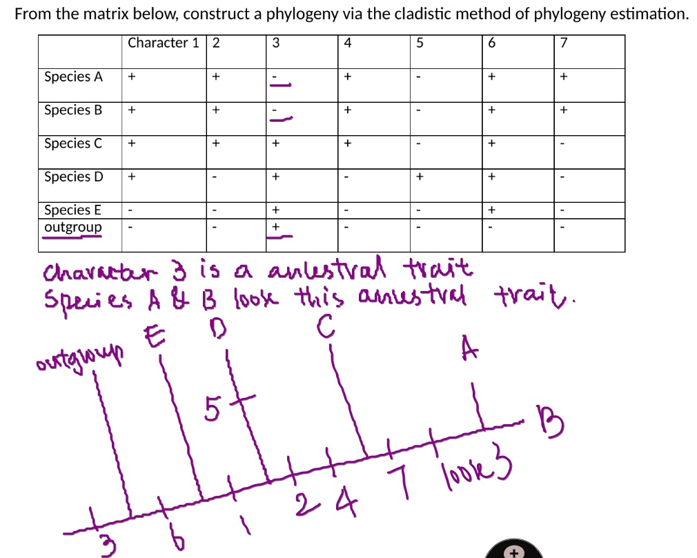 SOLVED:From the matrix below; construct a phylogeny via the cladistic method of phylogeny ...
