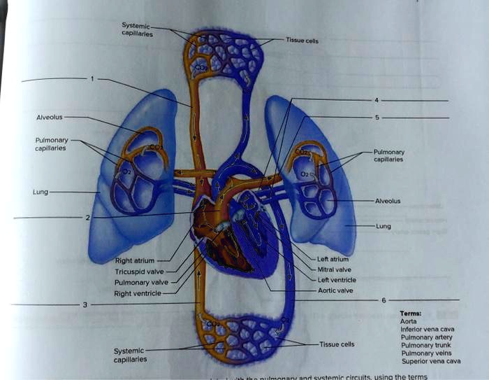 Systemic capillaries Alveolus Pulmonary capillaries 02 Lung 2 3 Tissue cells 02 4 5 Pulmonary ...