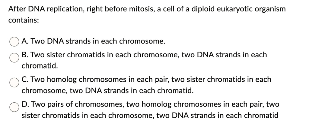 after dna replication right before mitosis a cell of a diploid ...