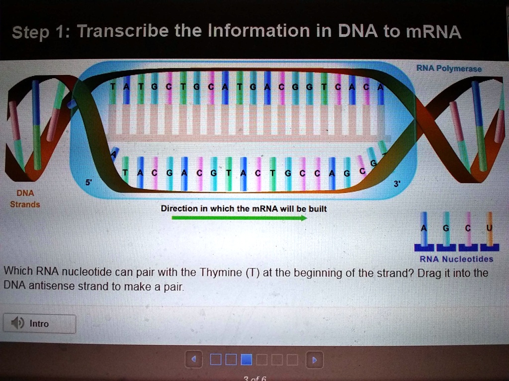Step 1: Transcribe the Information in DNA to mRNA 5' DNA Strands ...
