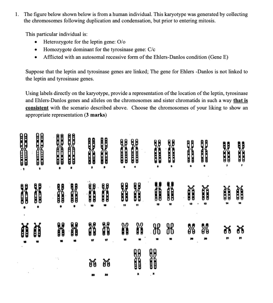 SOLVED:The figure below shown below is from a human individual This ...