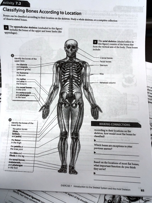 Activity 7.2: Classifying Bones According to Location Bones can be ...