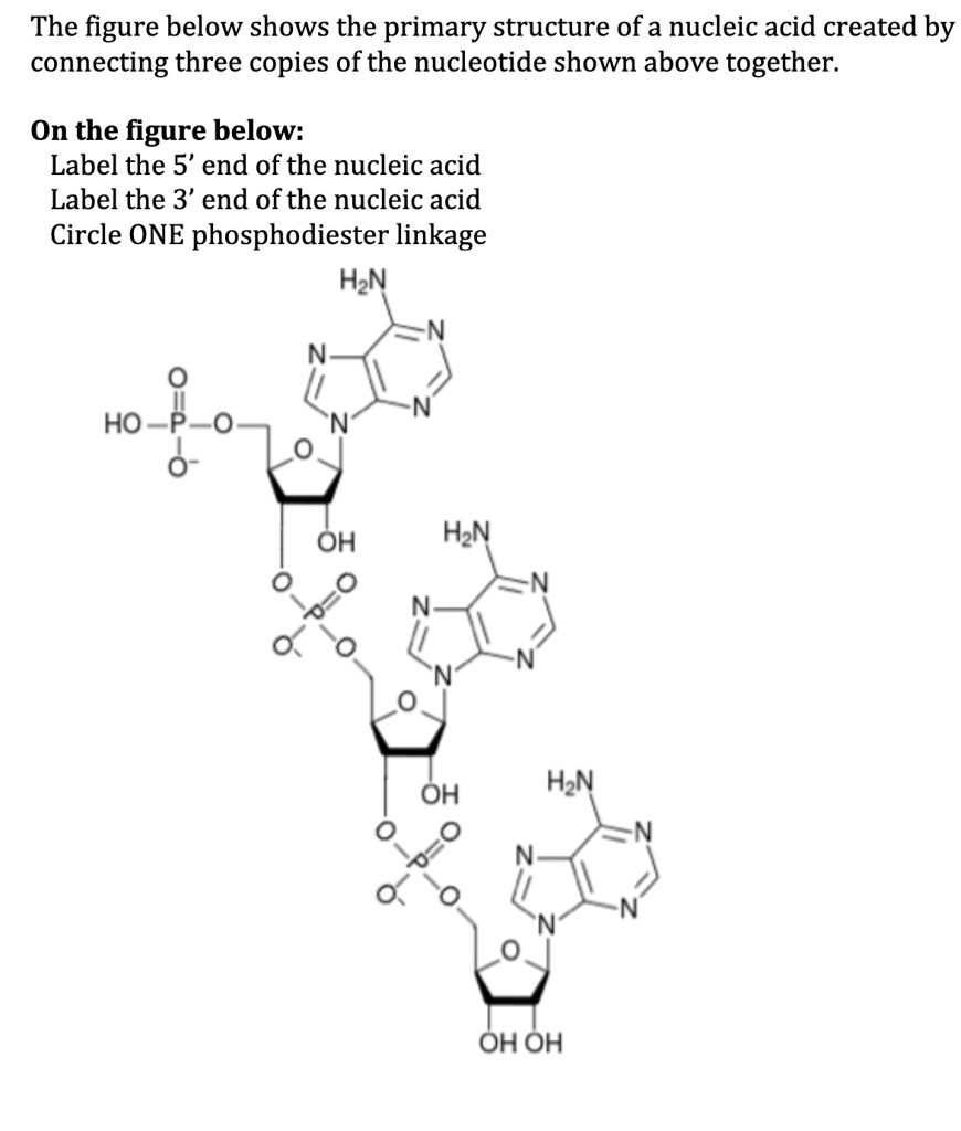 the figure below shows the primary structure of a nucleic acid created ...