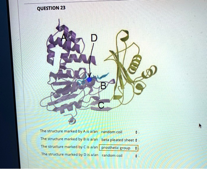 SOLVED: QUESTION 23 The structure marked by Ais a/an random coil The ...
