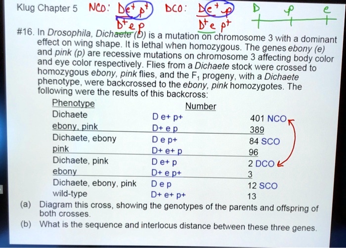 SOLVED: Klug Chapter 5 NCo: De DCo: Np BF 2 B Me pt #16. In Drosophila ...