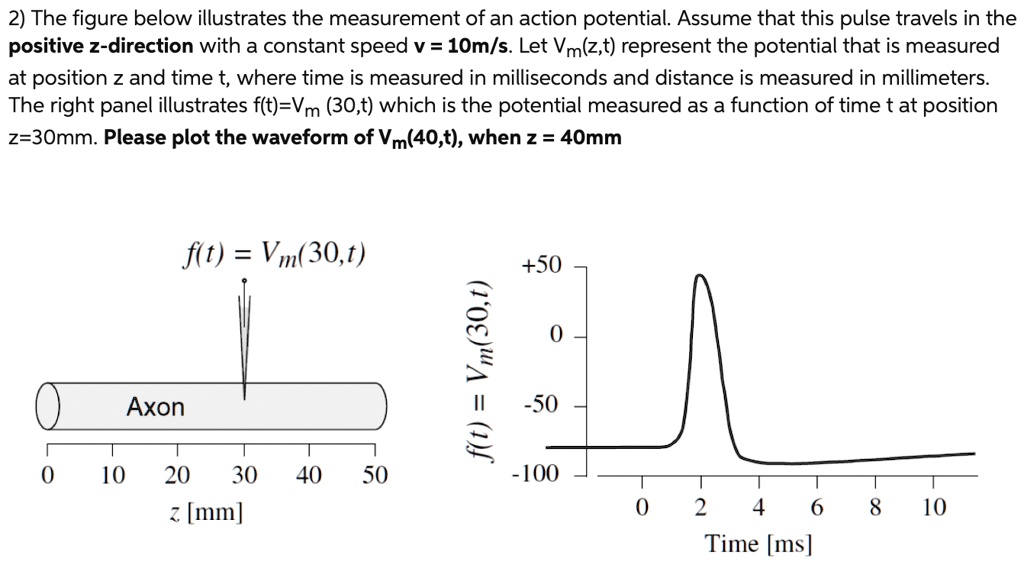 2) The figure below illustrates the measurement of an action potential ...