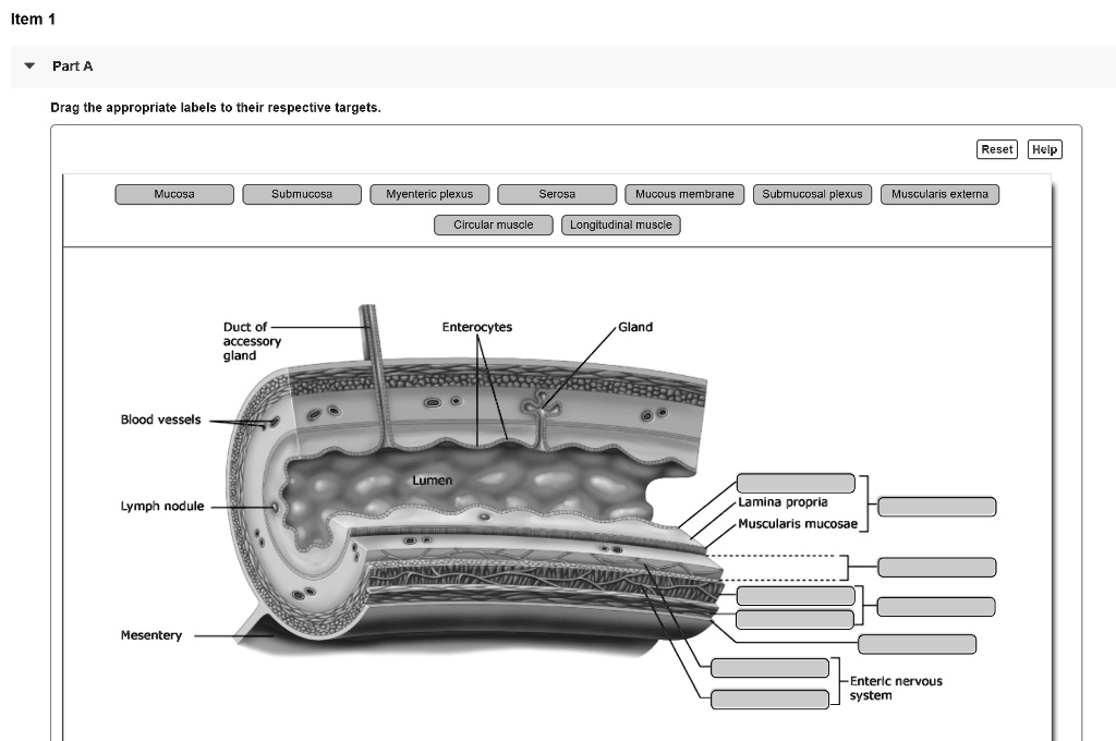 SOLVED: Part A Drag the appropriate labels to their respective targets. Reset Help Mucosa ...