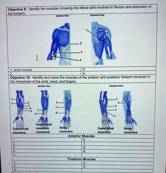 Objective 9: Identify the muscles crossing the elbow joint involved in ...