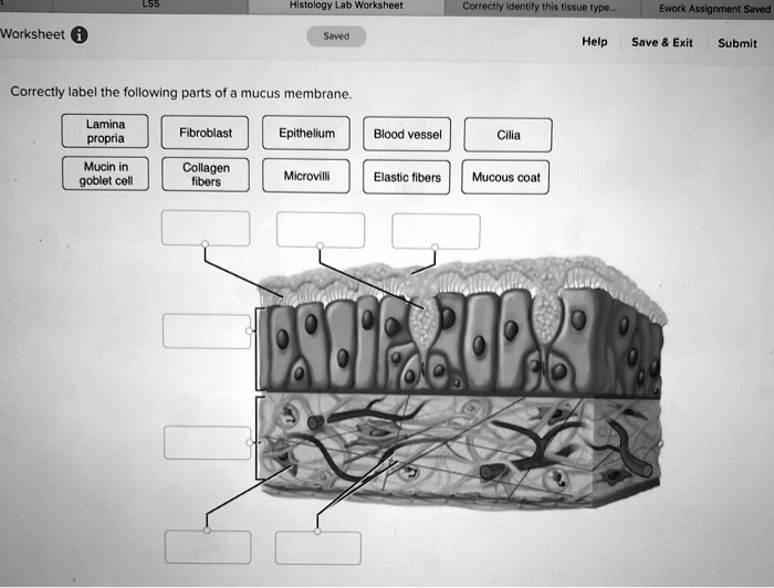 [GET ANSWER] LS5 Histology Lab Worksheet Correctly identify this tissue ...