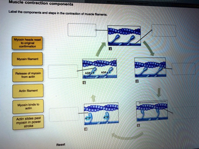 SOLVED: Muscle contraction components Label the components and steps ...