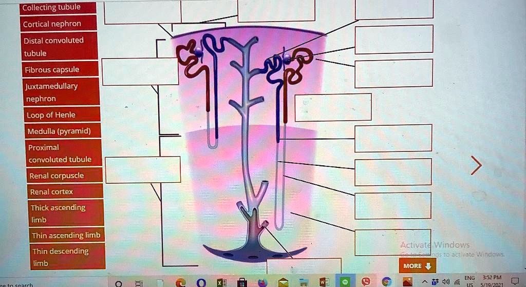 SOLVED: Label the structure of the nephron: - Collecting tubule - Cortical nephron - Distal ...