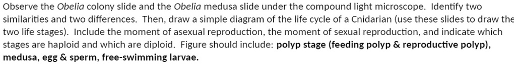 Observe the Obelia colony slide and the Obelia medusa slide under the ...