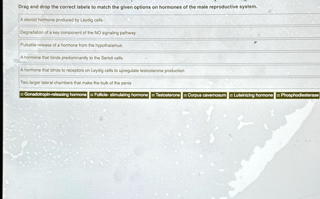 drag and drop the correct labels to match the given options on hormones ...