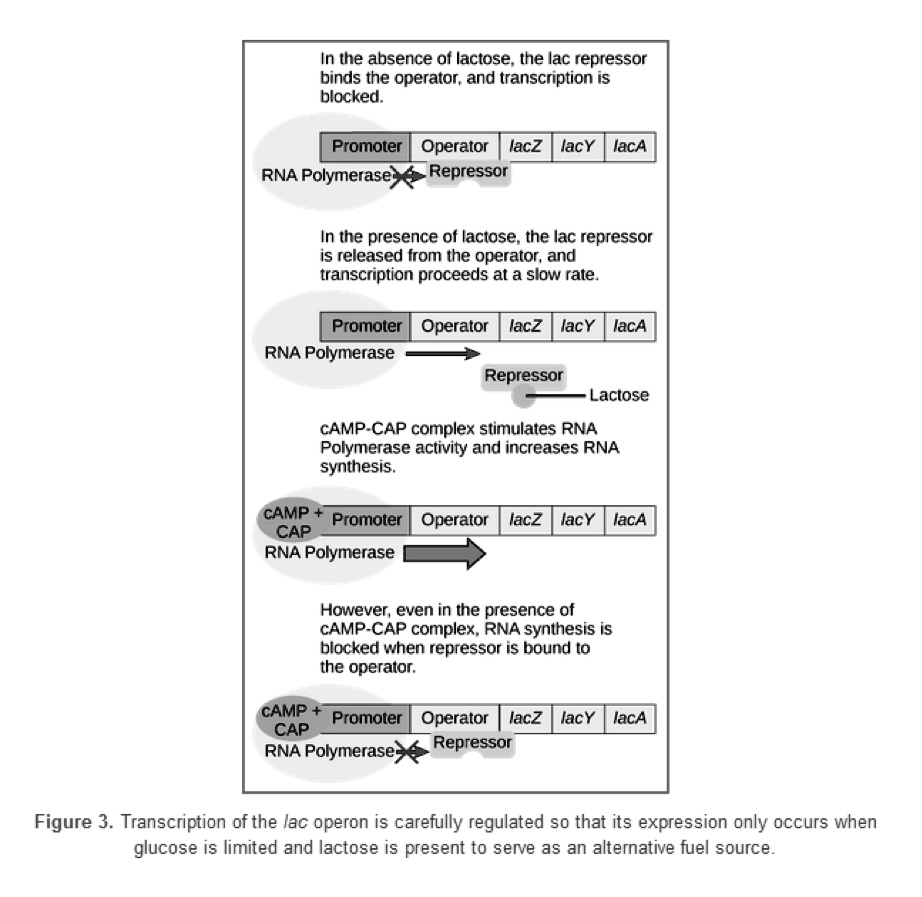 SOLVED: In the absence of lactose, the lac repressor binds to the ...