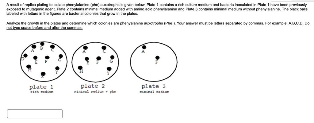 A result of replica plating to isolate phenylalanine (phe)...
