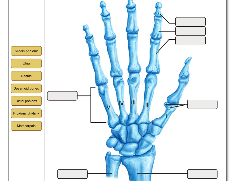 middle phalanx ulna radius sesamoid bones distal phalanx proximal ...