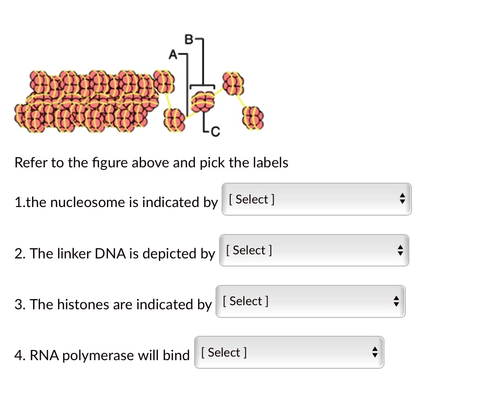SOLVED: V 8433 Lc Refer to the figure above and pick the labels 1.the ...