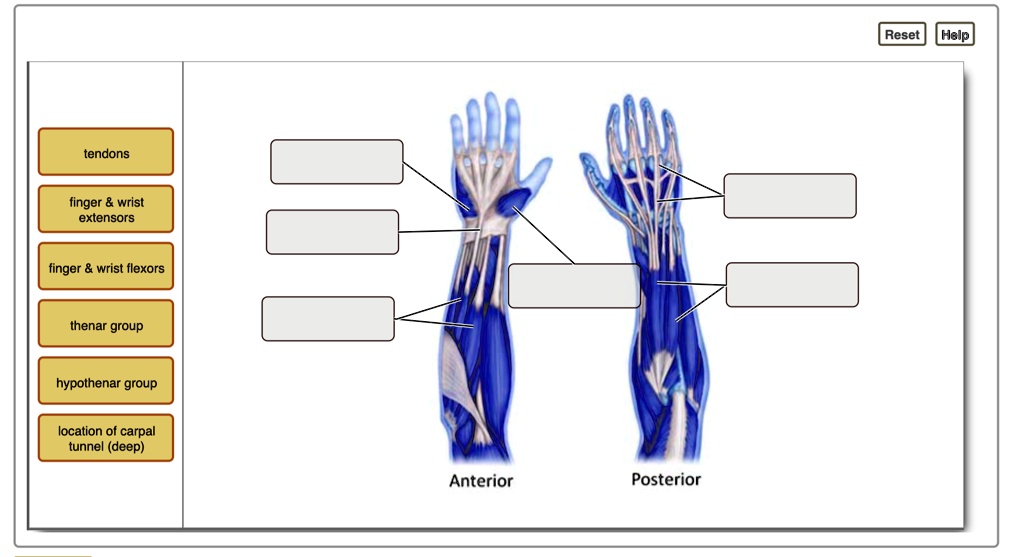 tendons finger wrist extensors finger wrist flexors thenar group ...