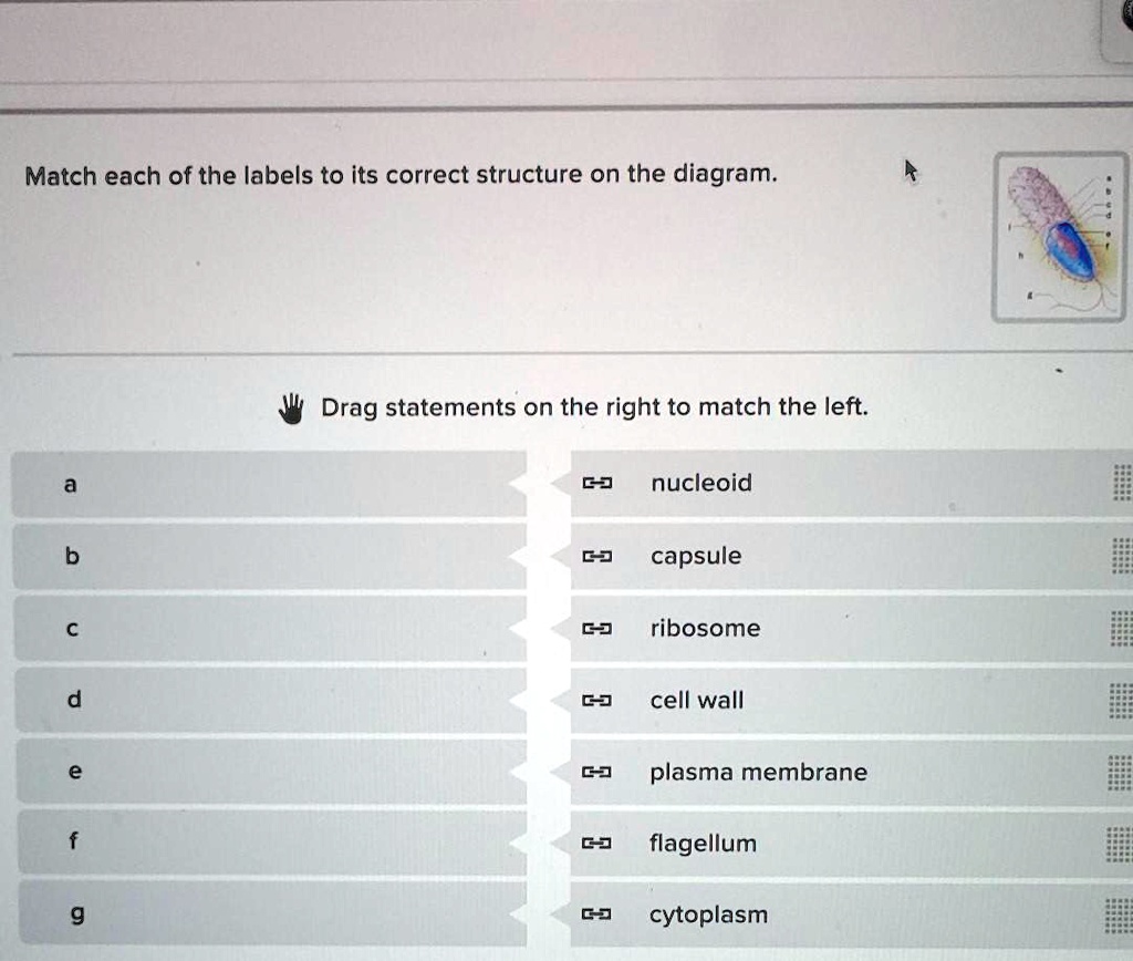 SOLVED: Match each of the labels to its correct structure on the diagram: Drag statements on the ...