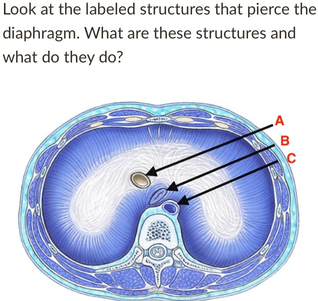 SOLVED: 'Look at the labeled structures that pierce the diaphragm: What ...