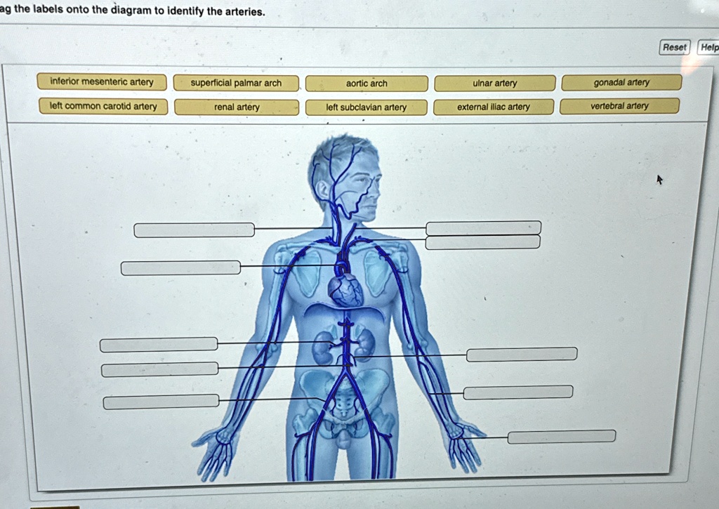 ag the labels onto the diagram to identify the arteries. inferior mesenteric artery superficial ...