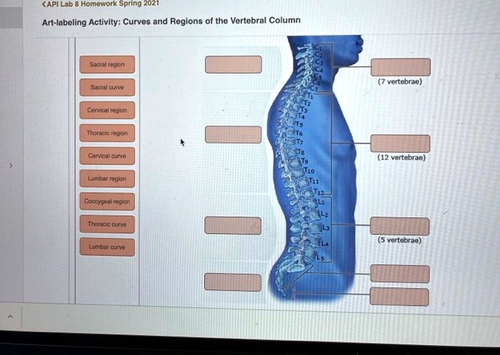 SOLVED: API Lab 8 Homework Spring 2021 Art-Labeling Activity: Curves ...