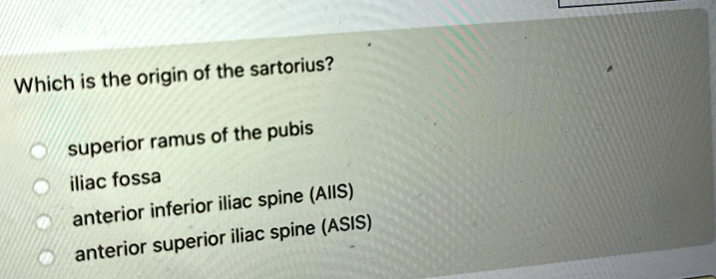 which is the origin of the sartorius superior ramus of the pubis iliac ...