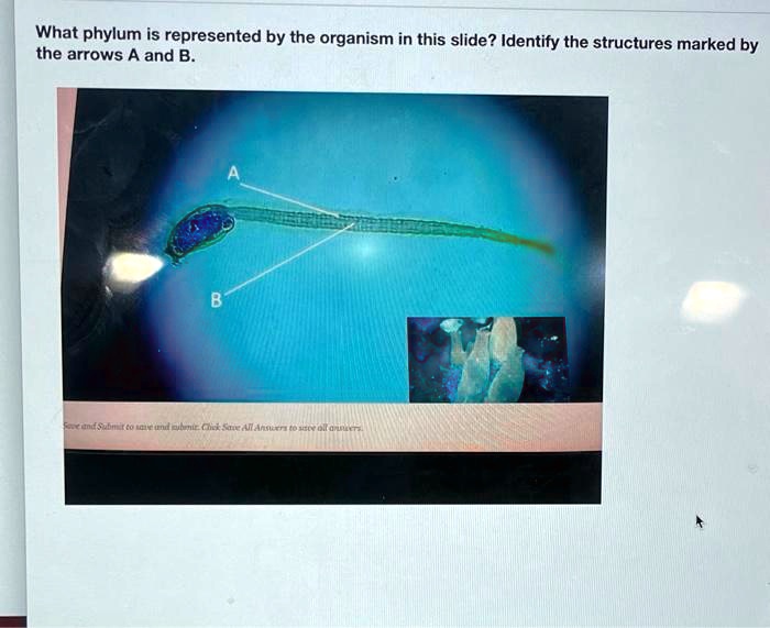 What phylum is represented by the organism in this slide? Identify the ...