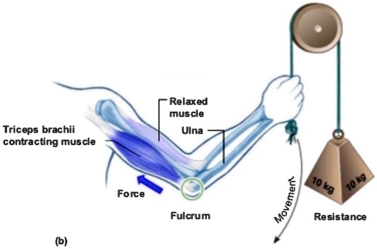 Triceps brachii contracting muscle Relaxed muscle Ulna (b) Force ...