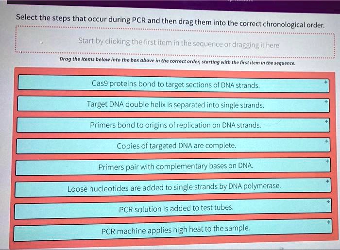 Select the steps that occur during PCR and then drag them into the correct chronological order ...
