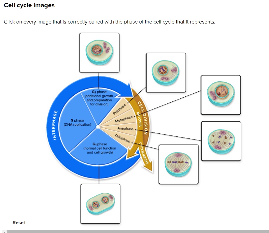 Cell cycle images Click on every image that is correctly paired with ...