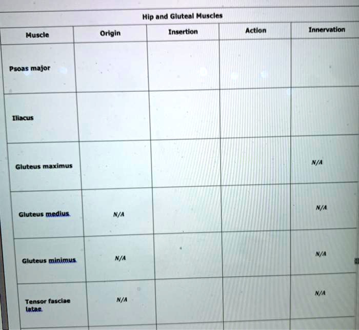 SOLVED: Hip and Gluteal Muscles Origin Insertion Action Innervation ...
