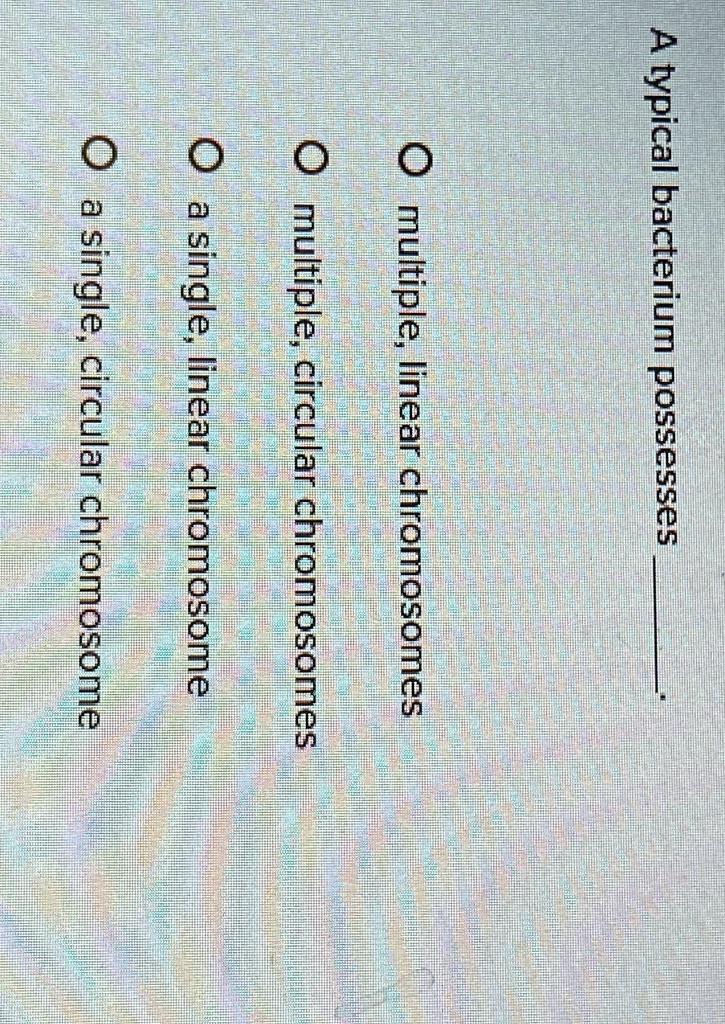 a typical bacterium possesses o multiple linear chromosomes o multiple ...