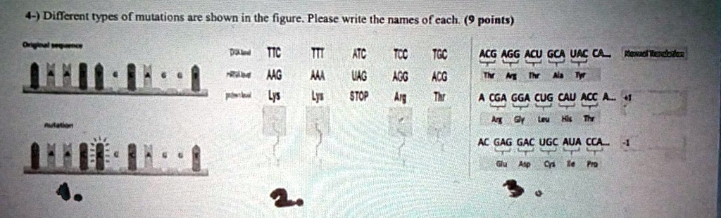 4-) Different types of mutations are shown in the figure. Please write ...