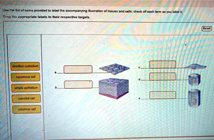uss tha list of terms provided to label the accompanying illustration ...
