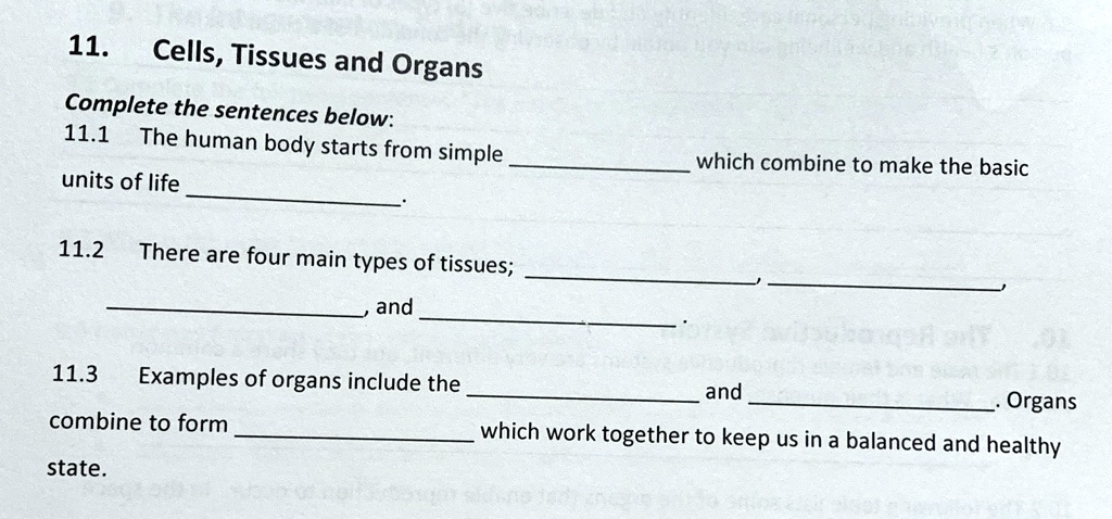 11 cells tissues and organs complete the sentences below 111 the human ...