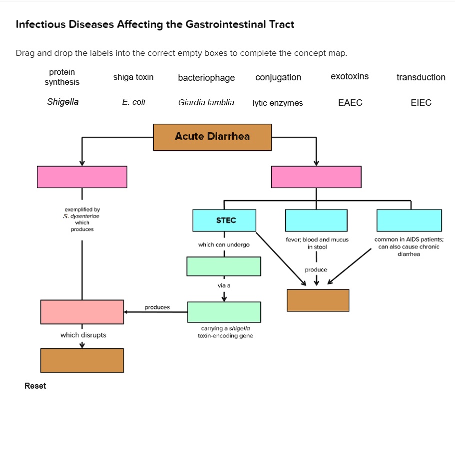 infectious diseases affecting the gastrointestinal tract drag and drop ...