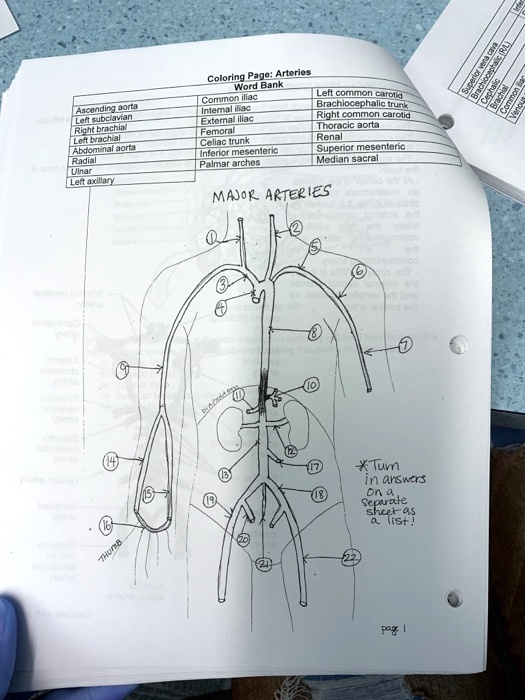 Coloring Page: Arteries Word Bank Common iliac Left common carotid ...