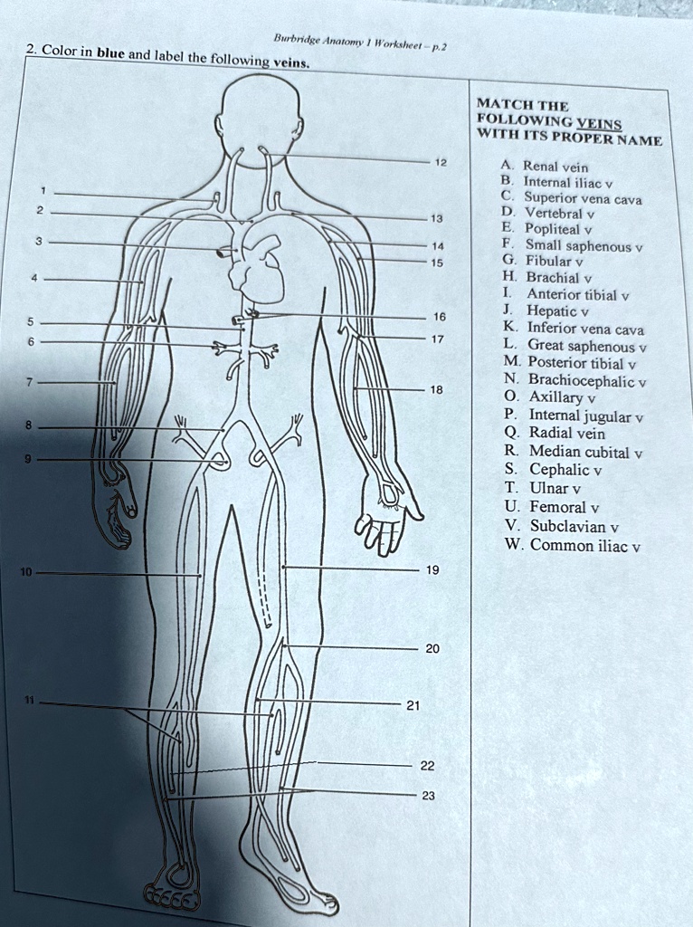 Burbridge Anatomy 1 Worksheet-p.2 2. Color in blue and label the following veins. 12 3 4 5 6 7 8 ...