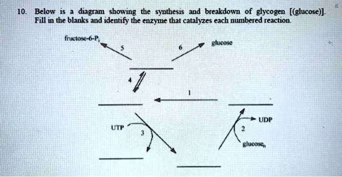 SOLVED: Below diagram showing the synthesis and breakdown of glycogen ...